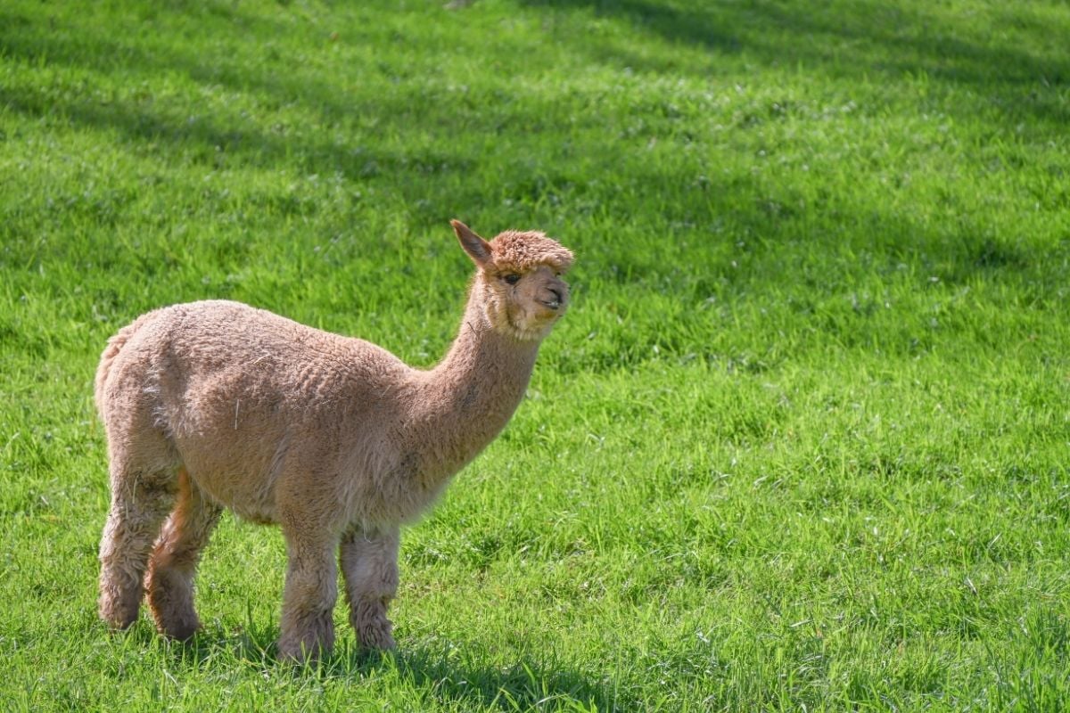 Enjoy a llama trekking experience for one at Catanger Farm, Voucher