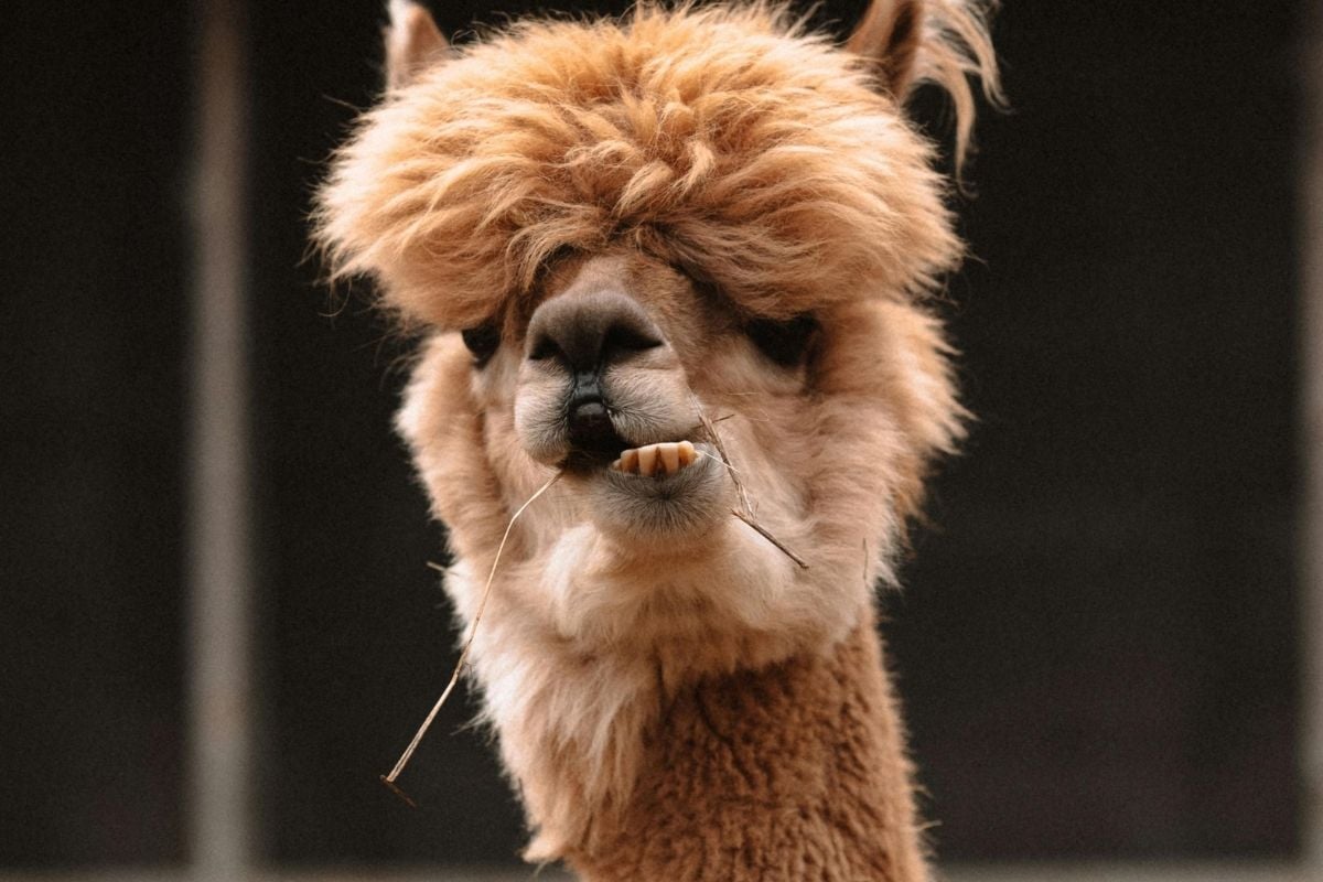 Enjoy a llama trekking experience for one at Catanger Farm, Voucher