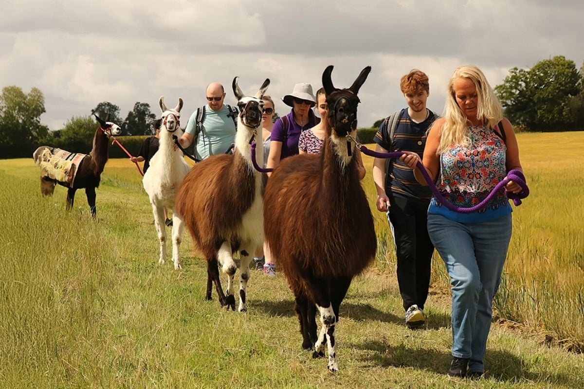 Enjoy a llama trekking experience for one at Catanger Farm, Voucher